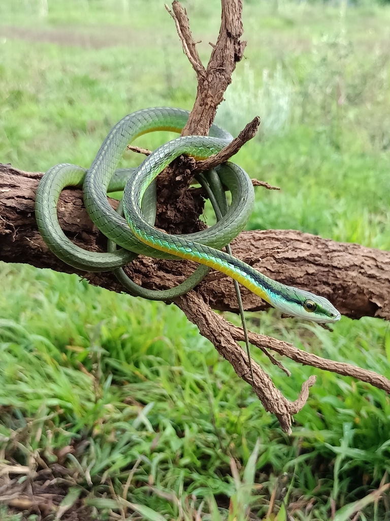 Pacific Coast Parrot Snake from 45670 Jal., México on August 21, 2022 ...