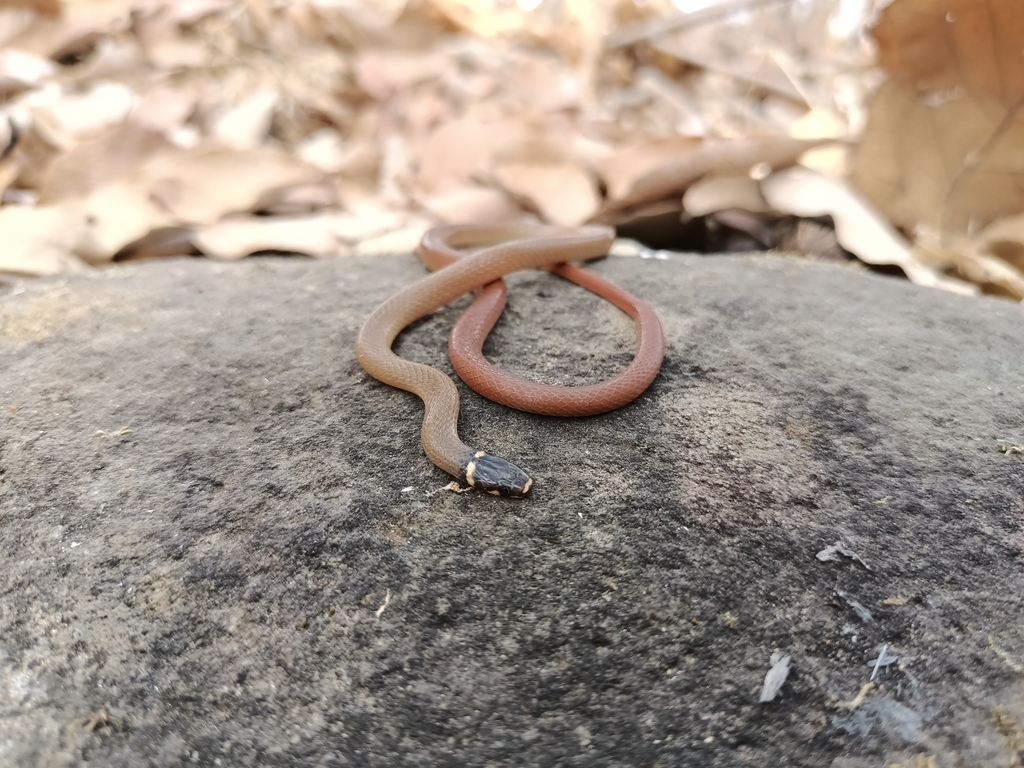 Bocourt's Black-headed Snake from 45663 Jal., México on February 12 ...