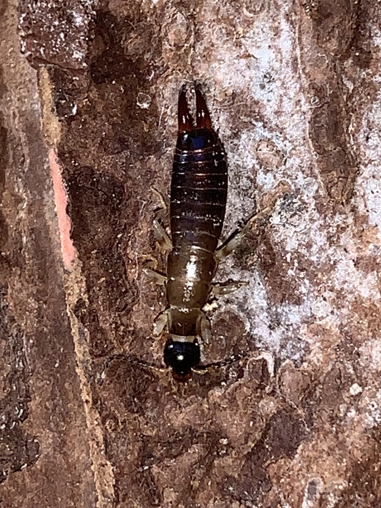 Ring-legged Earwig from Alvin, TX, US on December 6, 2023 at 02:17 PM ...