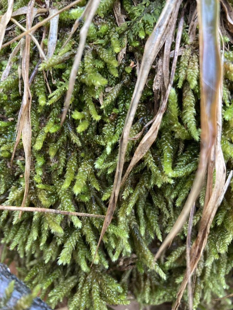 spoon-leaved moss from Oxford St, Greenville, SC, US on December 1 ...
