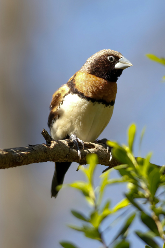 Chestnut-breasted Munia from Killaloe QLD 4877, Australia on August 17 ...