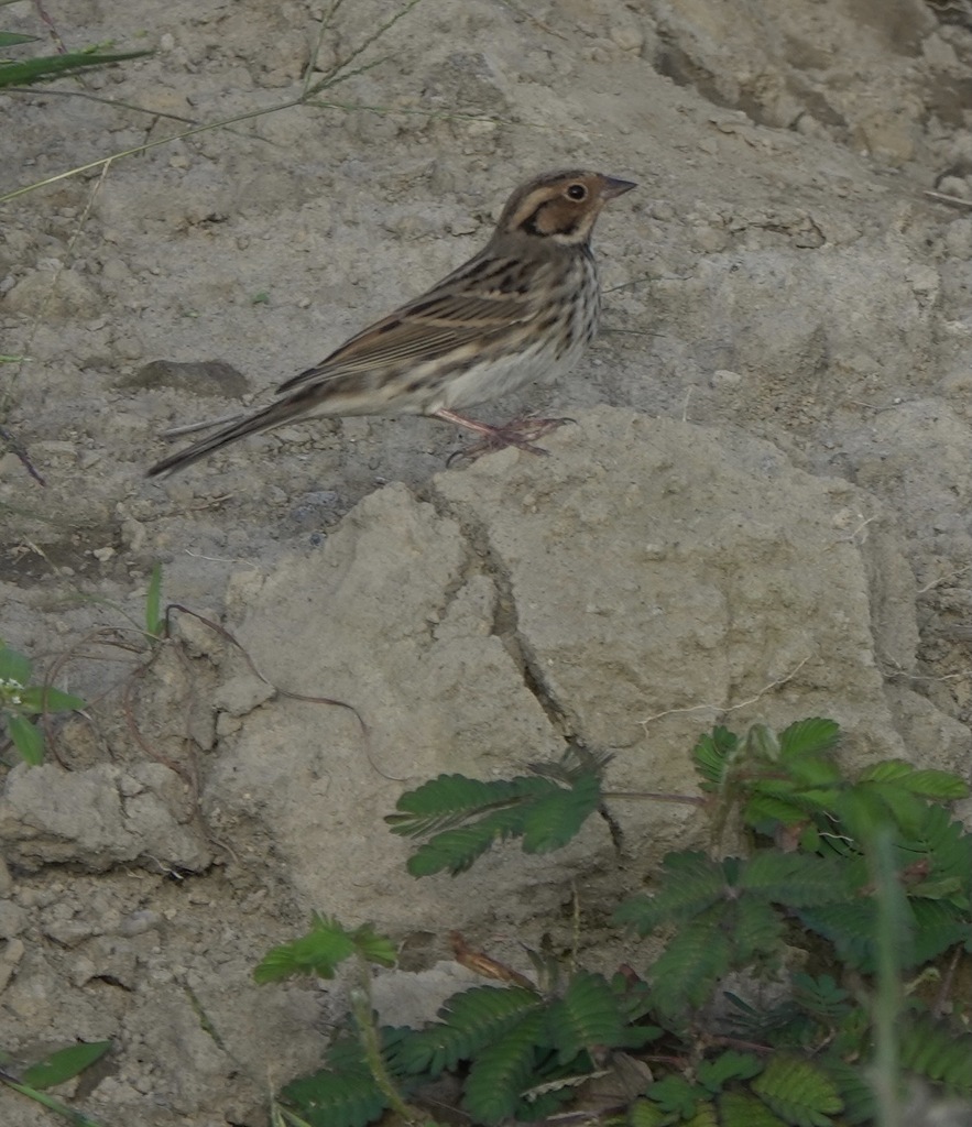 Little Bunting from Basco Airport, Basco, Batan, Batanes, Philippines ...