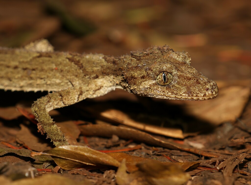 Southern Leaf-tailed Gecko from Tamborine Mountain QLD 4272, Australia ...