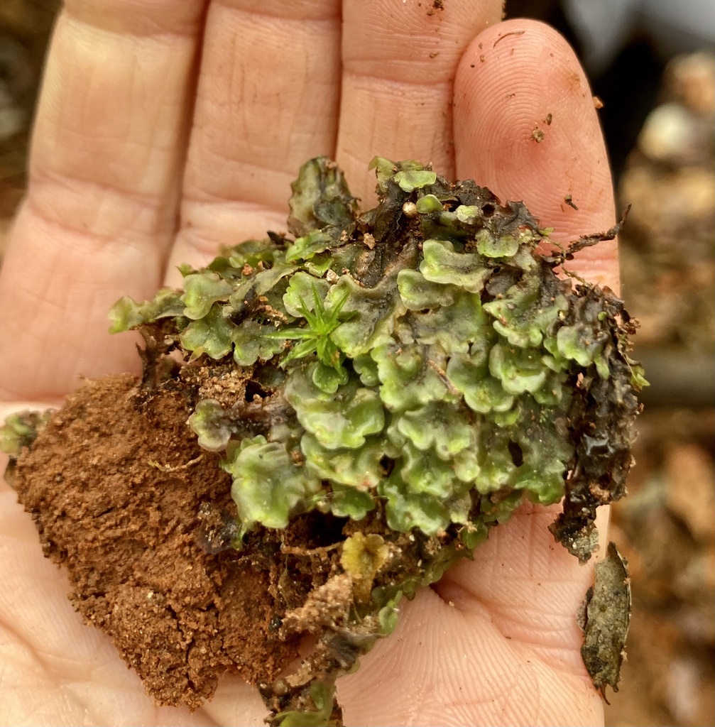 common pellia from Oxford St, Greenville, SC, US on December 1, 2023 at ...