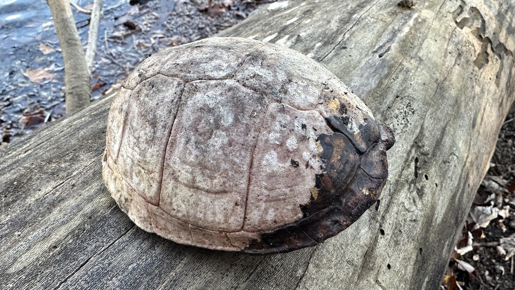 Eastern Box Turtle in December 2023 by Josh McGinnis. In recent forest ...