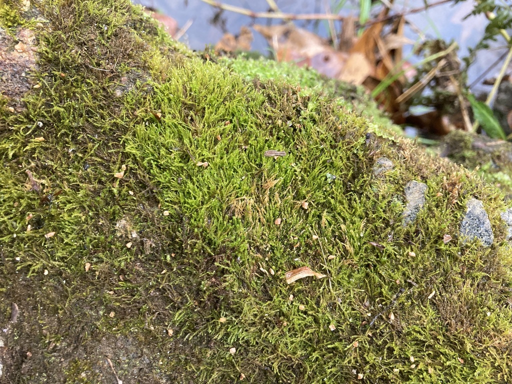 tangled thread moss from Oxford St, Greenville, SC, US on December 1 ...