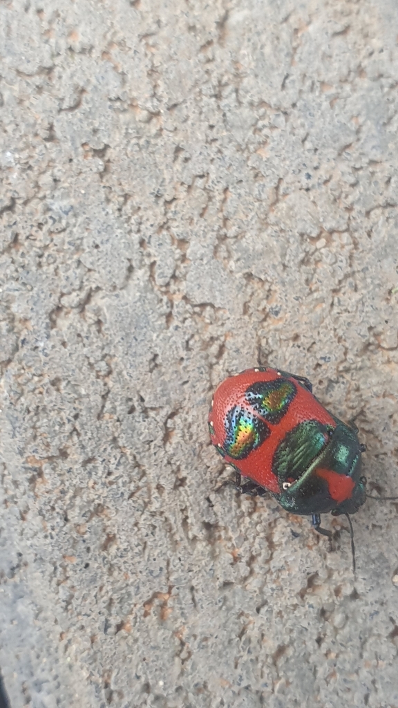 Red Jewel Bug from Virginia SA 5120, Australia on December 7, 2023 at ...