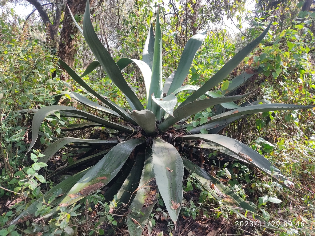 Pulque agave from EL MIRADOR, Bosque de, Parque Nacional Bosque del ...
