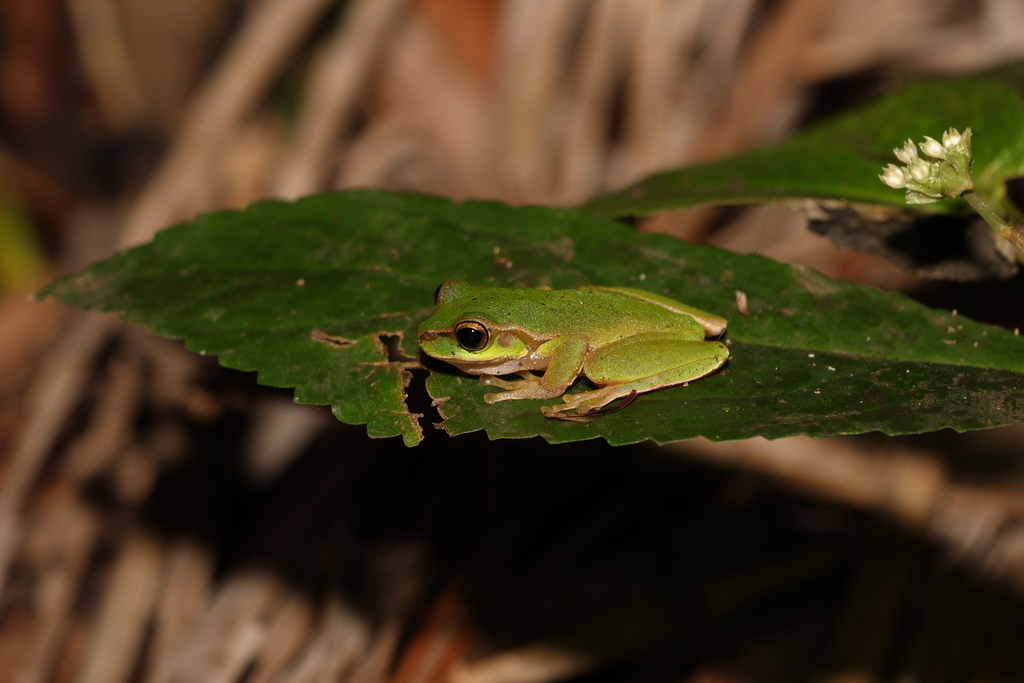 Cascade Tree Frog from Tamborine Mountain QLD 4272, Australia on ...