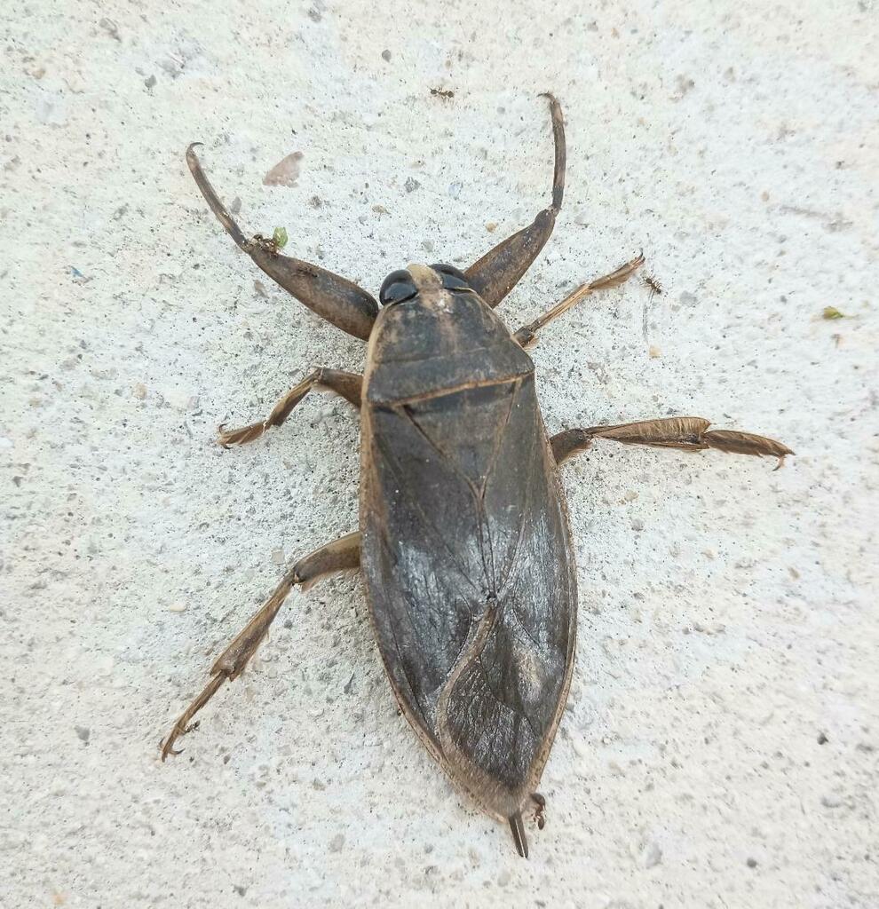 Eastern Toe-biter from US Hwy 41, Miami, FL 33144, USA on December 5 ...