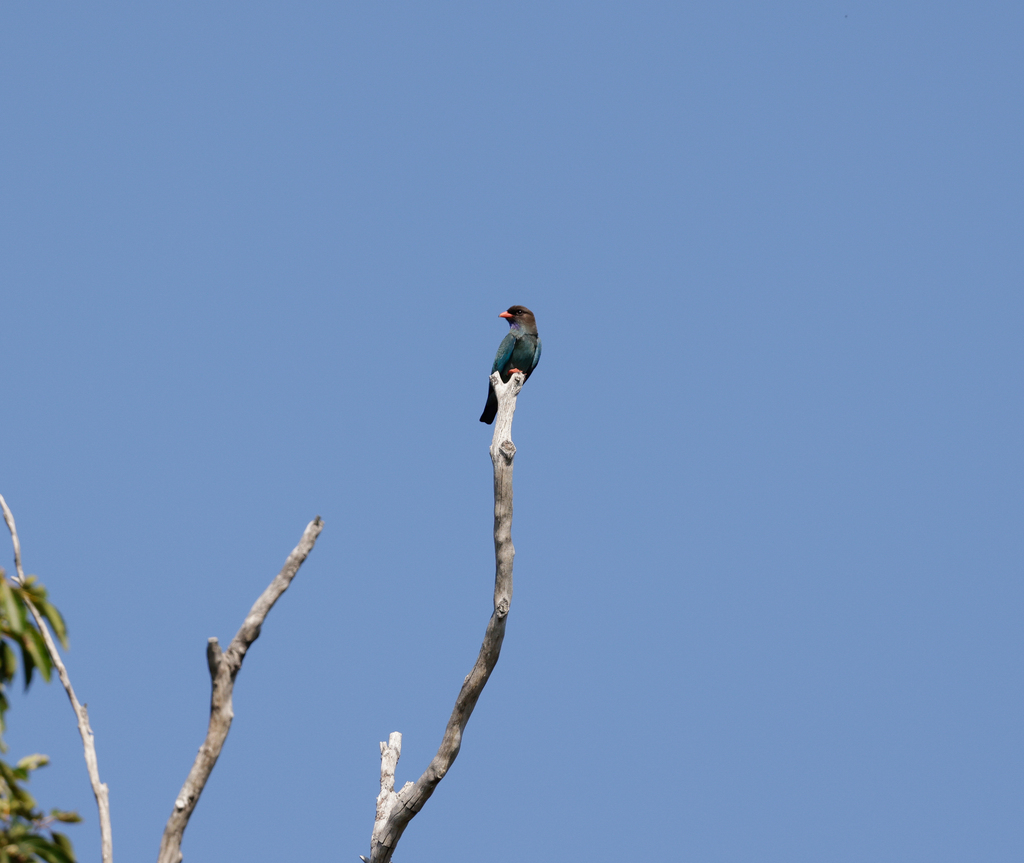 Dollarbird from K'gari QLD 4581, Australia on November 30, 2023 at 03: ...