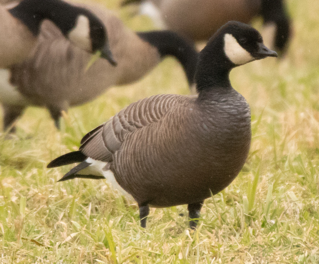 Small Cackling Goose from Everett, WA, USA on November 30, 2023 at 02: ...