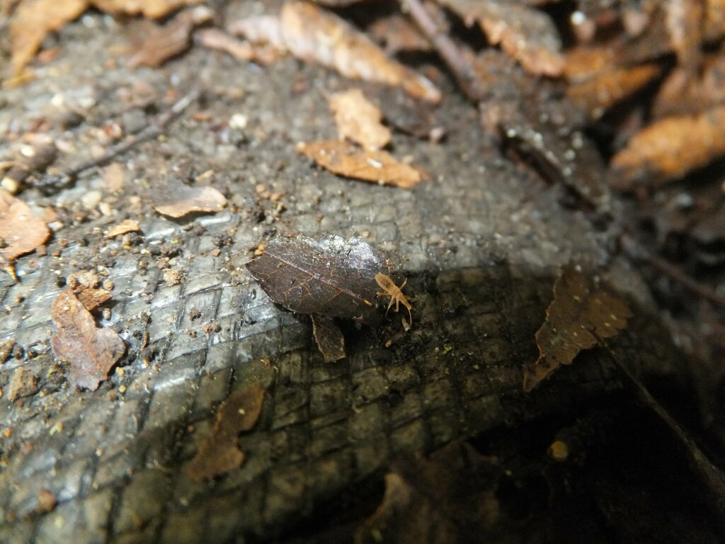 Gnat Bugs in November 2012 by hakkahamushi · iNaturalist
