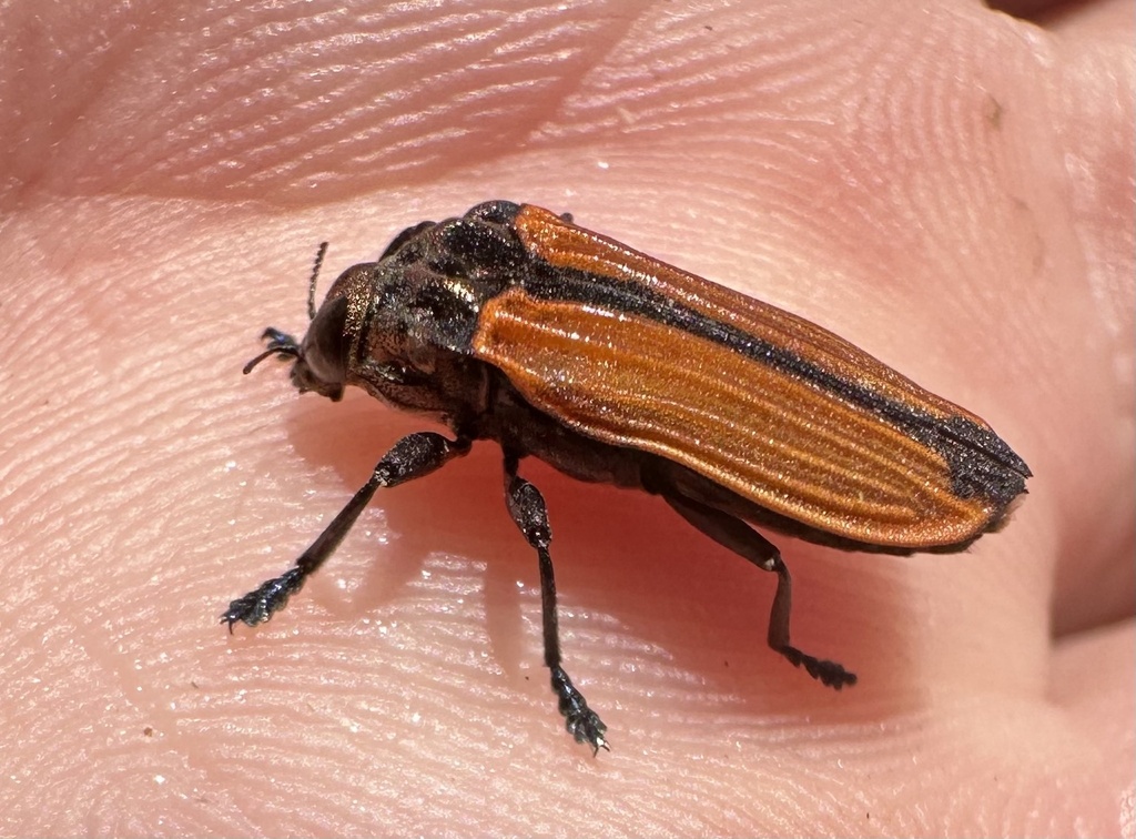 Jewel Beetles from Cherry La, Belli Park, QLD, AU on December 7, 2023 ...