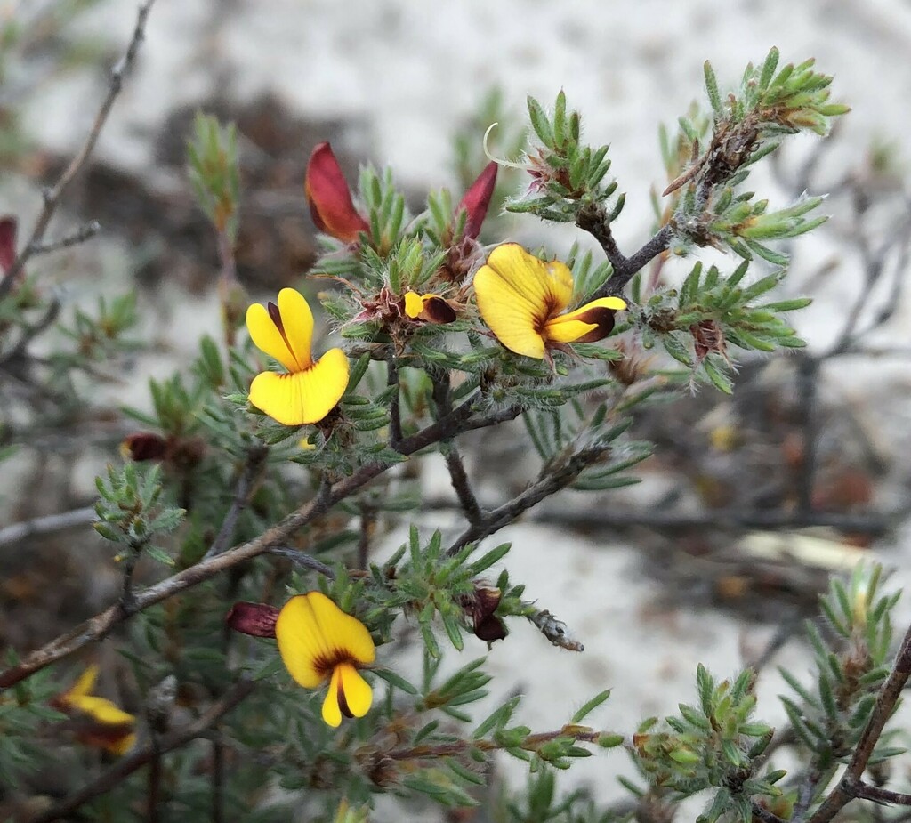 Slender Bush Pea from Ngarkat SA 5302, Australia on December 7, 2023 at ...