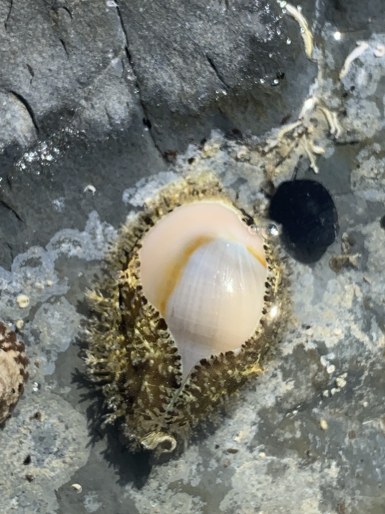 Gold Ring Cowry from South Pacific Ocean, Barcoongere, NSW, AU on ...