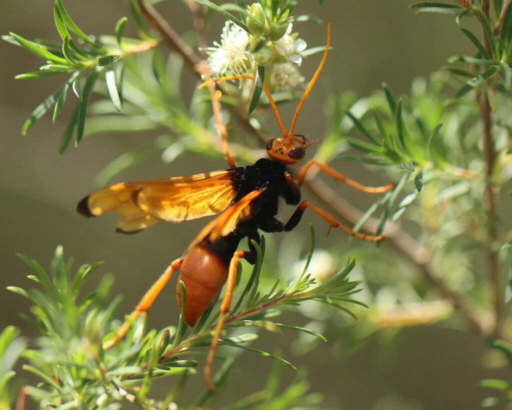 Two-colored Orange Spider Wasp from Sydney NSW, Australia on October 28 ...