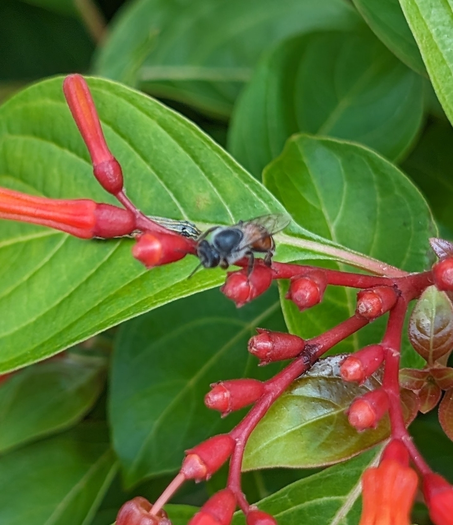 Red Dwarf Honey Bee from Maxwell, Singapore on December 7, 2023 at 11: ...