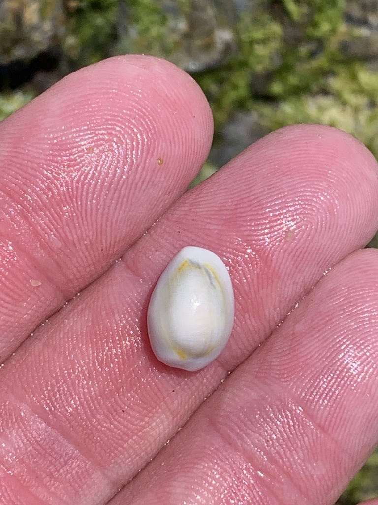 Gold Ring Cowry from Yuraygir National Park, Barcoongere, NSW, AU on ...