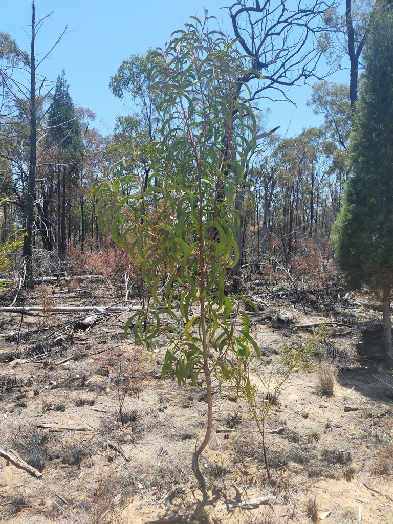 black wattle from Millmerran, AU-QL, AU on December 7, 2023 at 12:40 PM ...