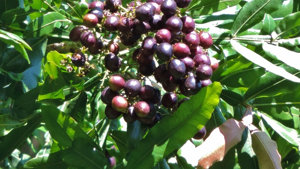 fern tree (Filicium decipiens) - Botanical Realm