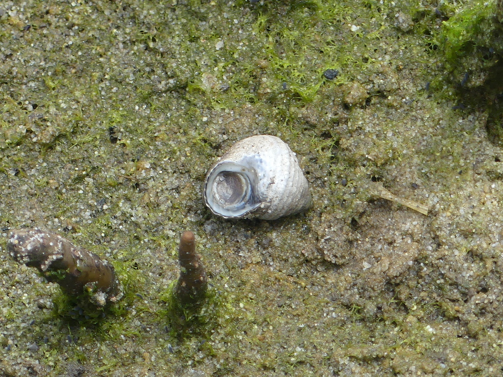 Southern ribbed top snail from Merimbula NSW 2548, Australia on ...