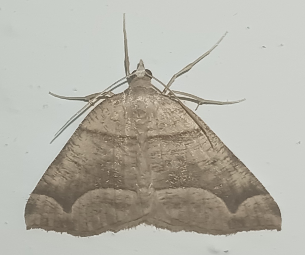 Anonychia grisea from Kausani, District Almora, Uttarakhand 263639 ...