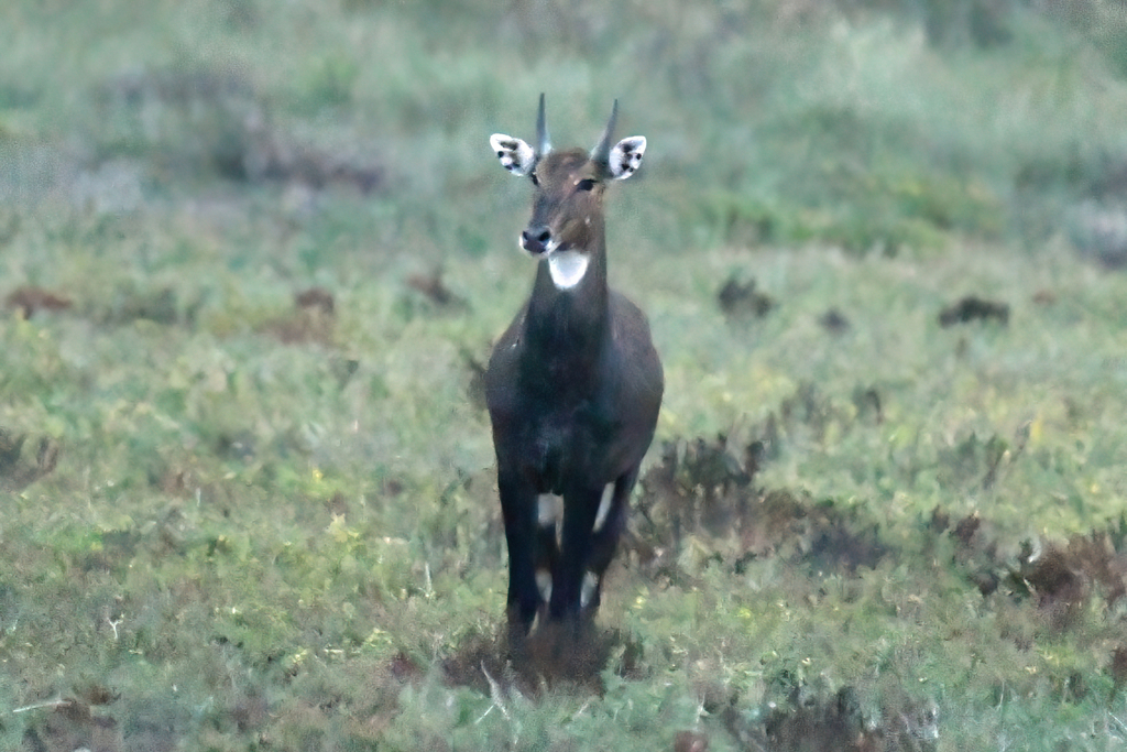 Nilgai from Port Mansfield, TX, USA on December 4, 2023 at 05:31 PM by ...