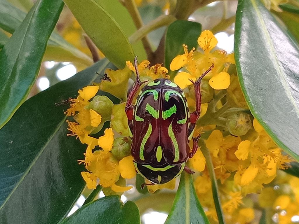 Fiddler Beetle from The Secret Garden Community Hub on December 7, 2023 ...
