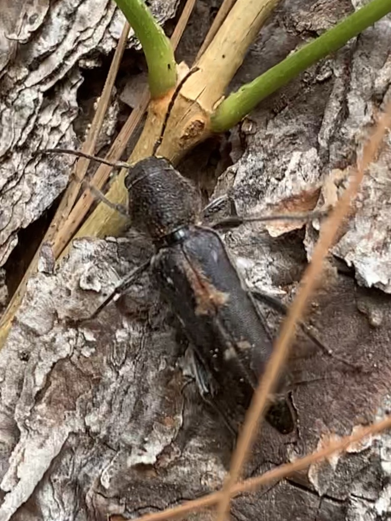 Arrowhead Borer from camp mohawk, Alvin, TX, US on December 5, 2023 at ...