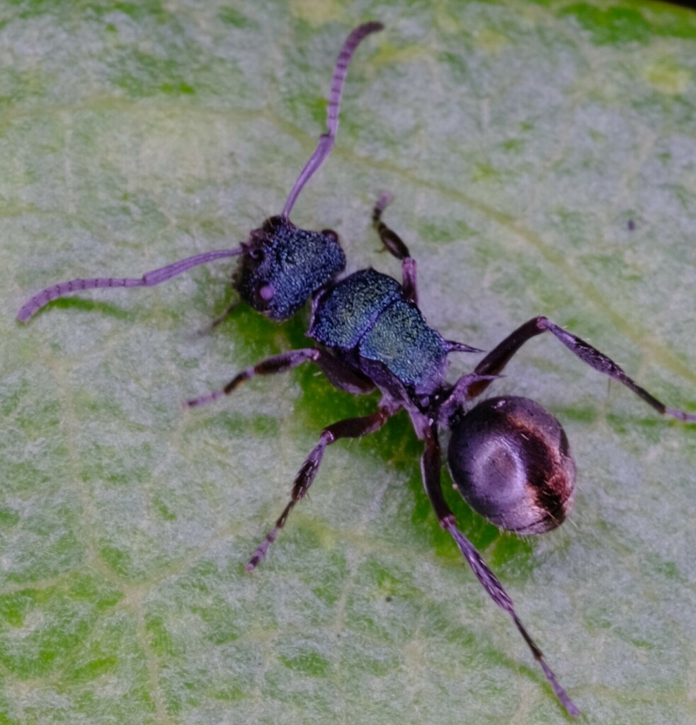 Polyrhachis hookeri from Sunshine Coast QLD, Australia on 21 November ...