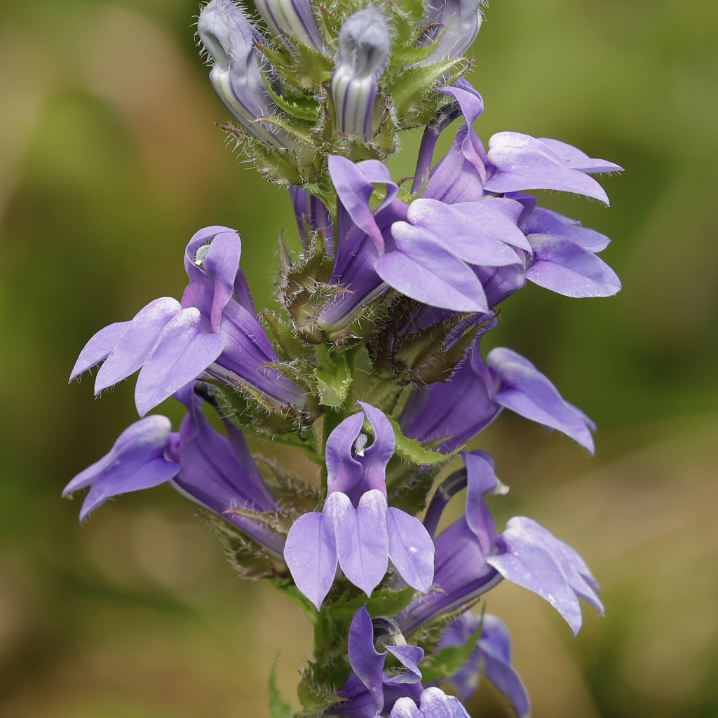 Great Blue Lobelia (Wildflowers of Southeast Michigan) · iNaturalist
