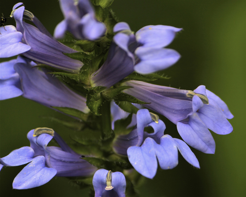 Great Blue Lobelia (Wildflowers of Southeast Michigan) · iNaturalist