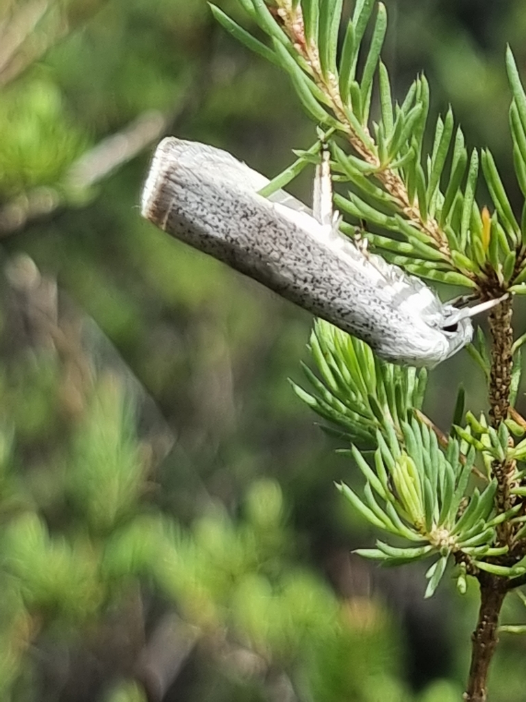 Timber Moths from Uloola NSW 2232, Australia on December 7, 2023 at 03: ...