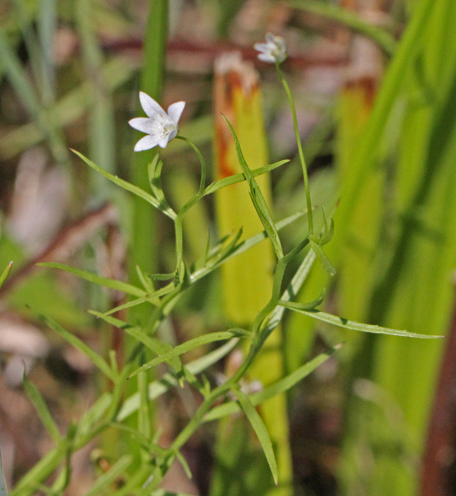 Marsh Bellflower (Wildflowers of Southeast Michigan) · iNaturalist