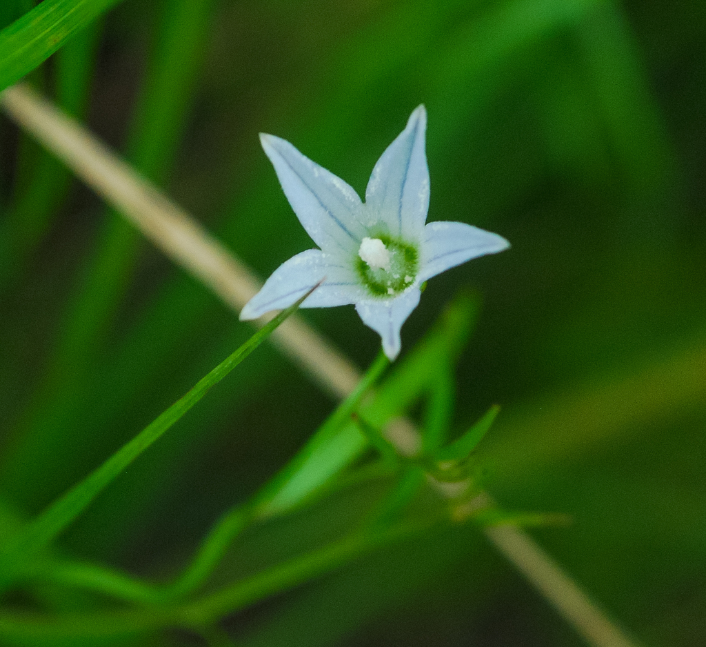 Marsh Bellflower (Wildflowers of Southeast Michigan) · iNaturalist