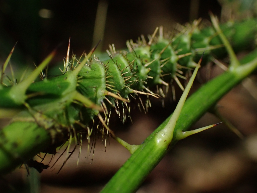 Wait-a-while in December 2023 by Michelle Colpus · iNaturalist