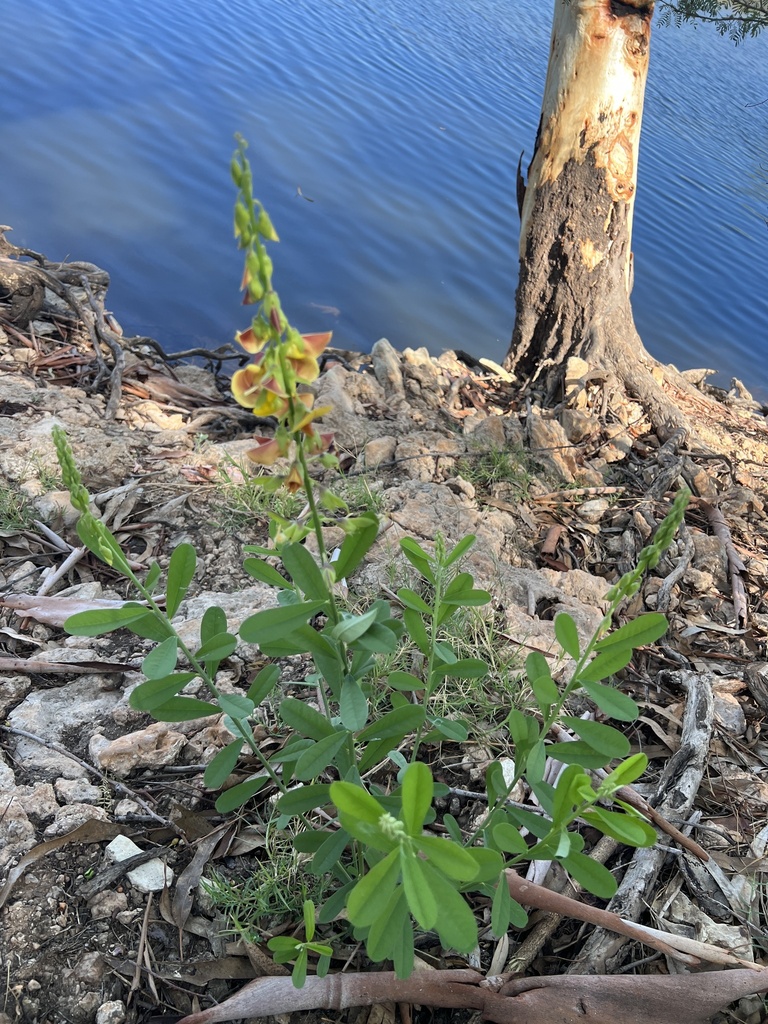 Rattleweed from Mount Isa, QLD, AU on December 5, 2023 at 09:34 AM by ...