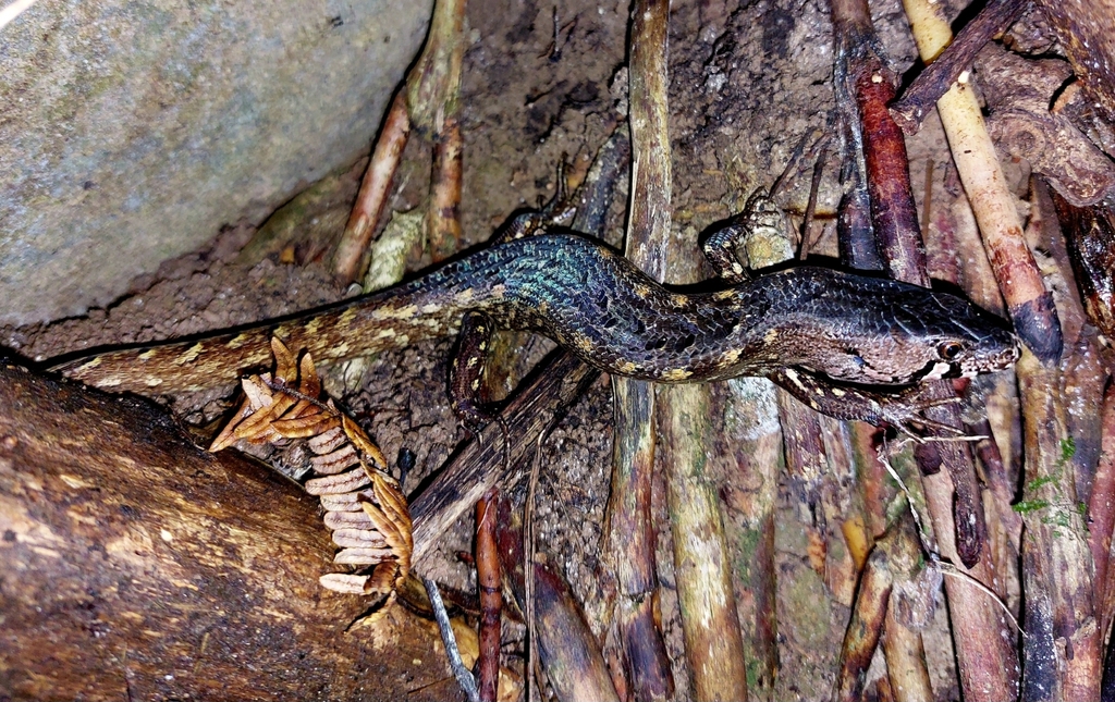 Chevron Skink in December 2023 by driving_creek_conservation_park ...