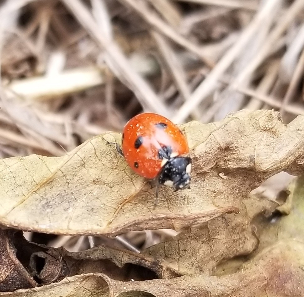 Seven-spotted Lady Beetle from Sunnyvale, CA 94089, USA on December 6 ...