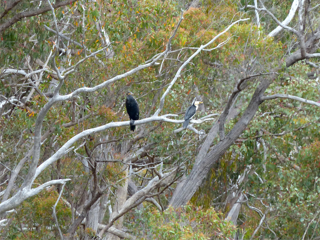 Cormorants and Shags from Golden Point VIC 3451, Australia on November ...