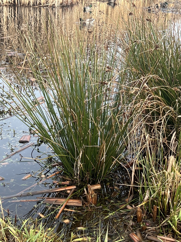 Soft Rush from Rithet's Bog Conservation Society, Saanich, BC, CA on ...