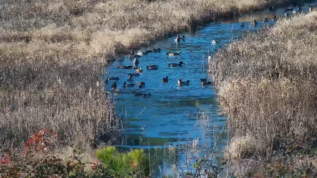 Ducks, Geese, and Swans from Hog Island Wildlife Management Area, Surry ...