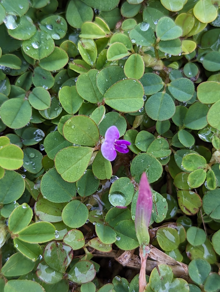 creeping tick trefoil from Innisfail QLD 4860, Australia on December 7 ...
