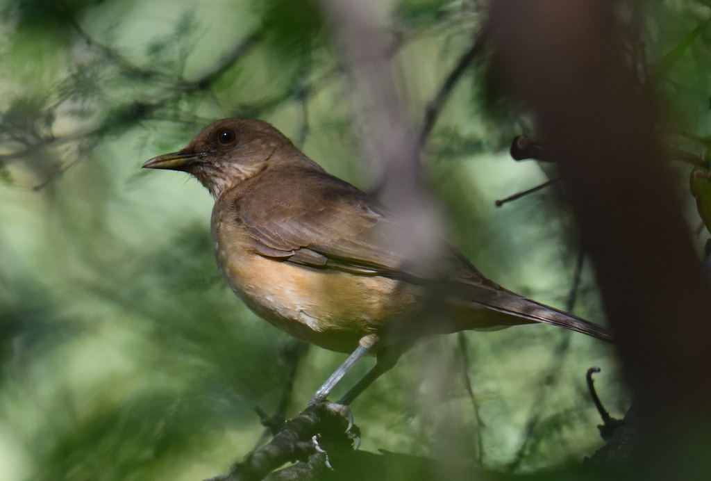 Clay-colored Thrush from Bustamante, N.L., México on December 5, 2023 ...