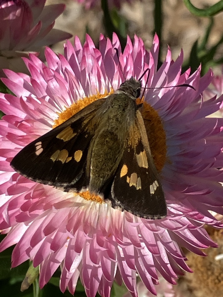 Flame Sedge-skipper from Tasmania, Tugrah, TAS, AU on December 7, 2023 ...