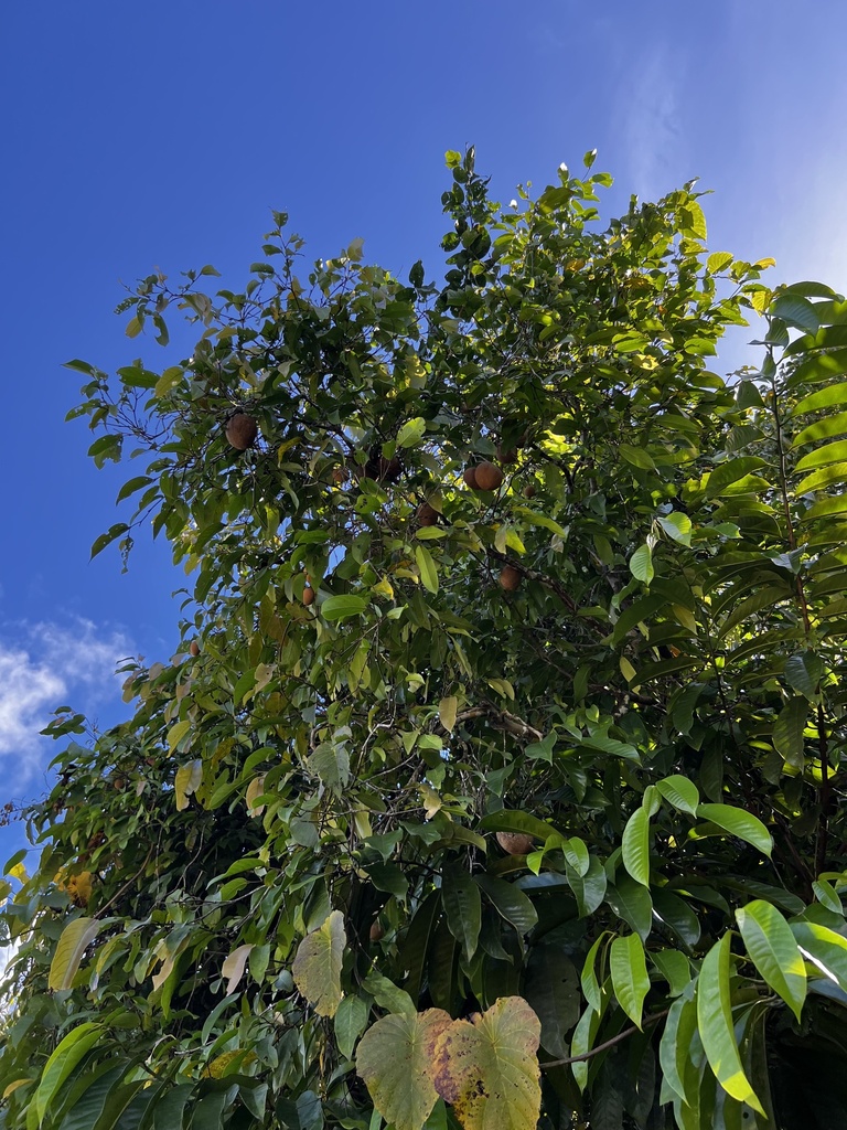 Atuna racemosa from Babeldaob, Palau, PW on December 7, 2023 at 02:10 ...