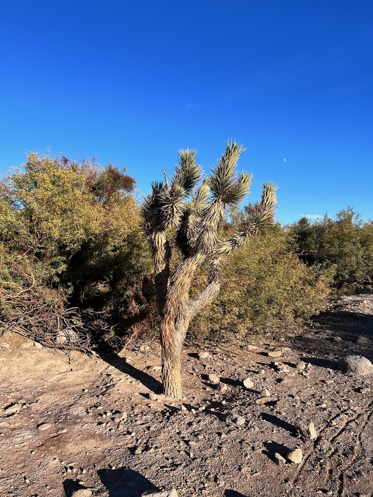 Joshua Tree from Sunset Park, Las Vegas, NV, US on November 22, 2023 at ...