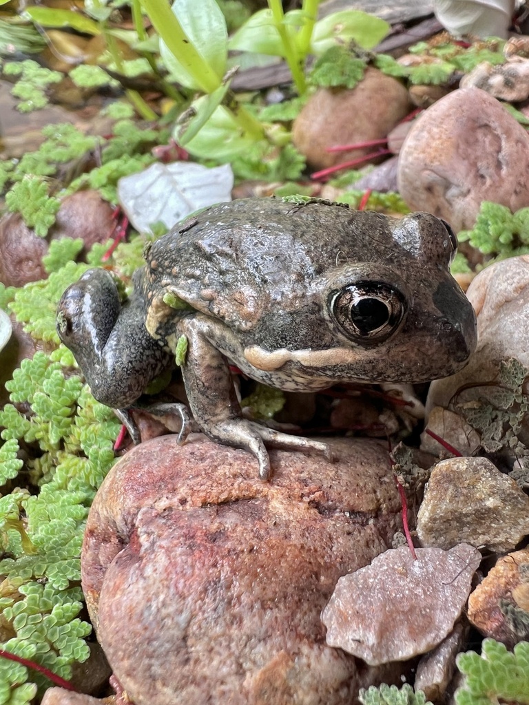 Eastern Banjo Frog in December 2023 by Tom Hunt. In garden pond ...