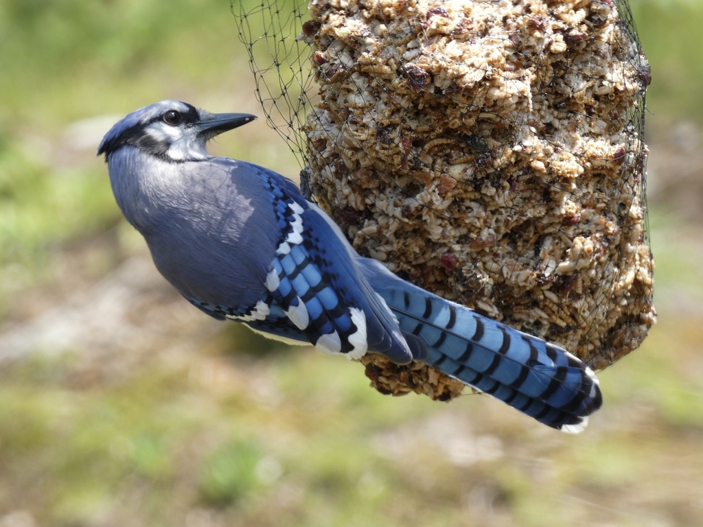 Blue Jay from Hardwick Pond Rd, Ware, MA, US on May 22, 2023 at 12:50 ...